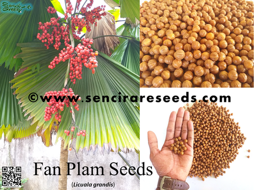 Fan Palm Seeds (Licuala grandis) 50 FRESH Seeds | sencirareseedsarea