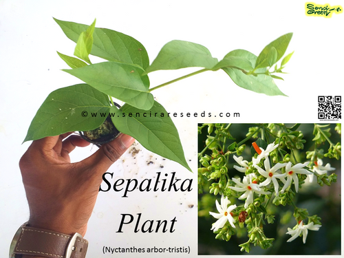Sepalika Plant (Nyctanthes arbor-tristis) Flowering Palnt ...