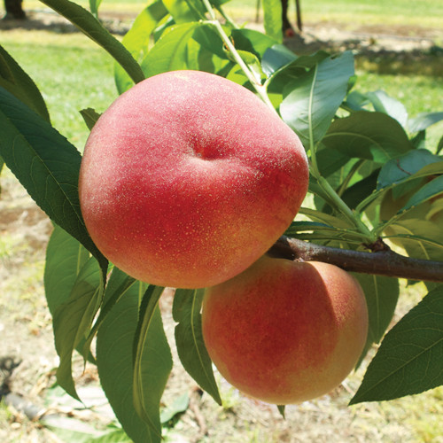 Peach - Tropic Beauty | Mt Martin Tropicals