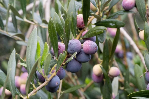 Olive -Arbequina | Mt Martin Tropicals