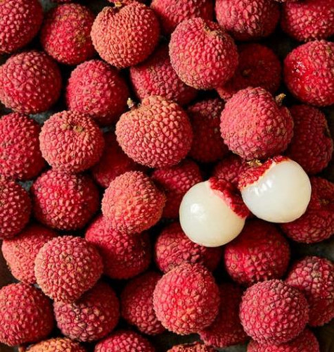 Lychee - Taiso 250mm pot advanced tree | Mt Martin Tropicals