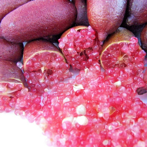 Finger Lime - Pink | Mt Martin Tropicals