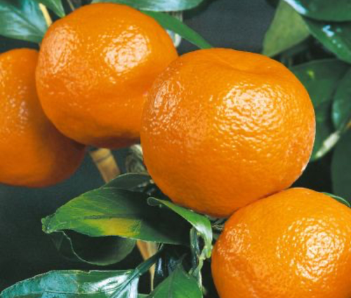 Mandarin - Hickson | Mt Martin Tropicals