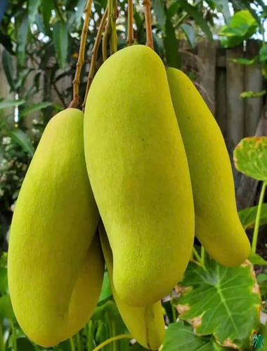 Mango - Banana | Mt Martin Tropicals