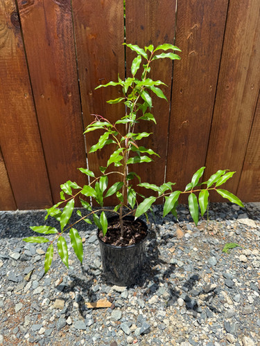 Tuckerbush - Aniseed Myrtle | Mt Martin Tropicals