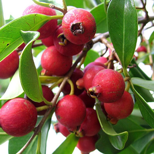 Guava - Red cherry (strawberry) | Mt Martin Tropicals