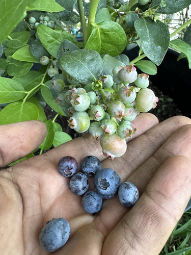 Blueberry - fruiring now sharpe blue( 250mm pot ) large bush | Mt ...