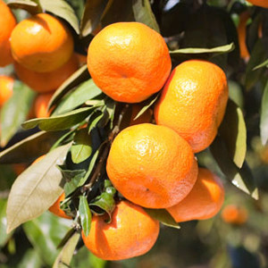 Mandarin - Imperial (advanced 6L) | Mt Martin Tropicals