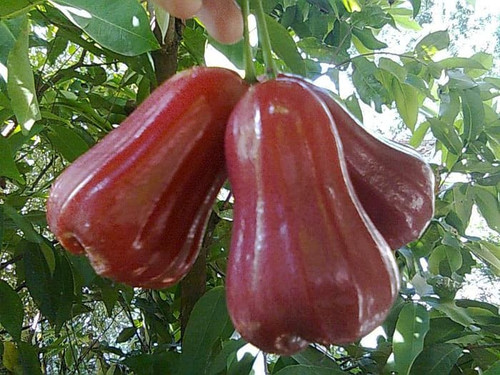 Wax Jambu - purple | Mt Martin Tropicals