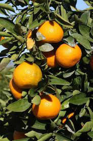 Mandarin - Silverhill - Satsuma (advanced) | Mt Martin Tropicals