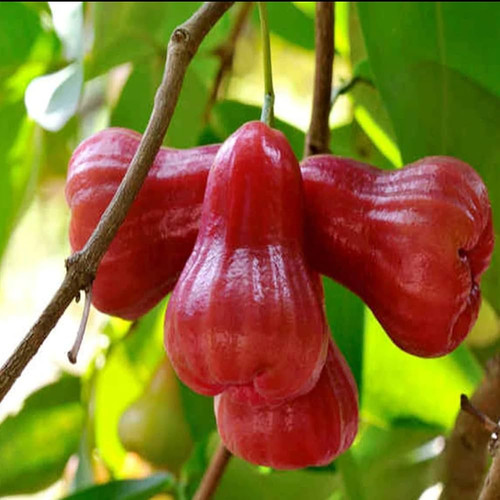 Wax Jambu -red | Mt Martin Tropicals
