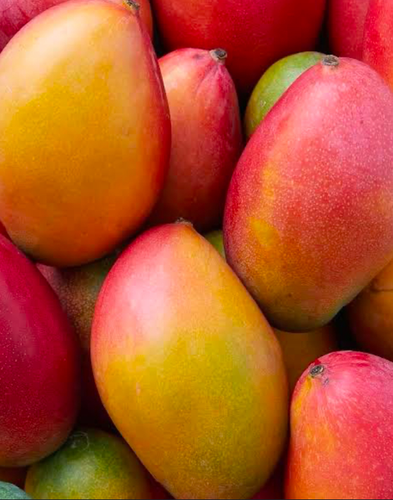Mango - ONO ( dwarf ) | Mt Martin Tropicals