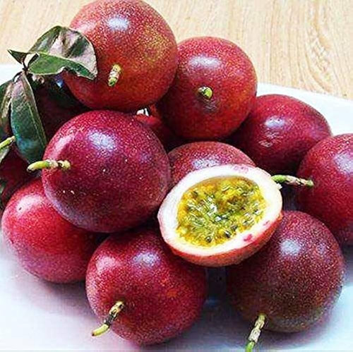 Passionfruit - Panama Red | Mt Martin Tropicals