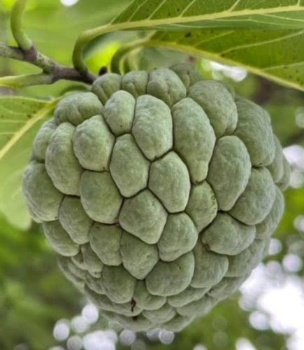 Sugar Apple | Mt Martin Tropicals