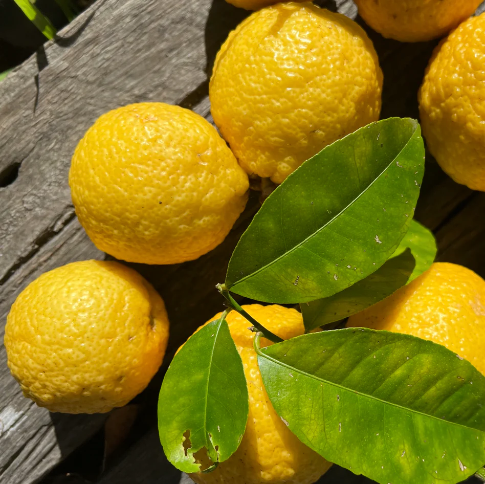 Lemon - Bush Lemon ( advanced 1.5-2m tall) | Mt Martin Tropicals