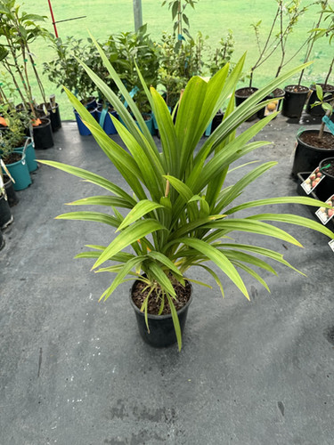 Pandan | Mt Martin Tropicals
