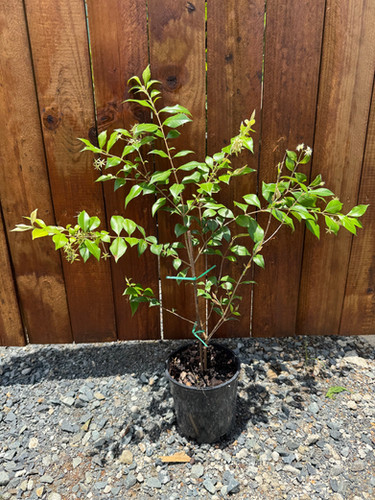 Cinnamon Myrtle | Mt Martin Tropicals