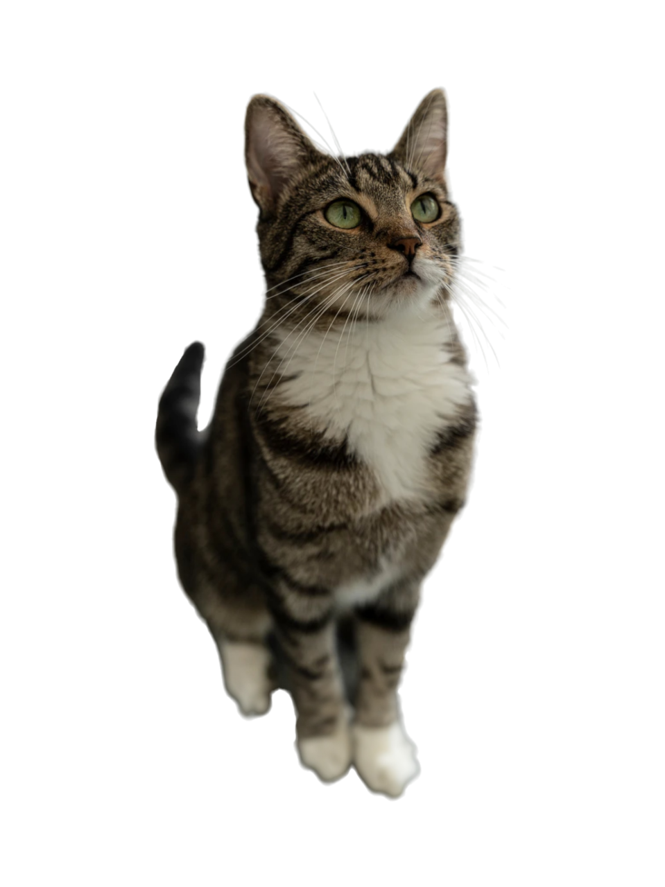 Susurs | Kaķu palīdzības centrs REMI un kaķu patversme