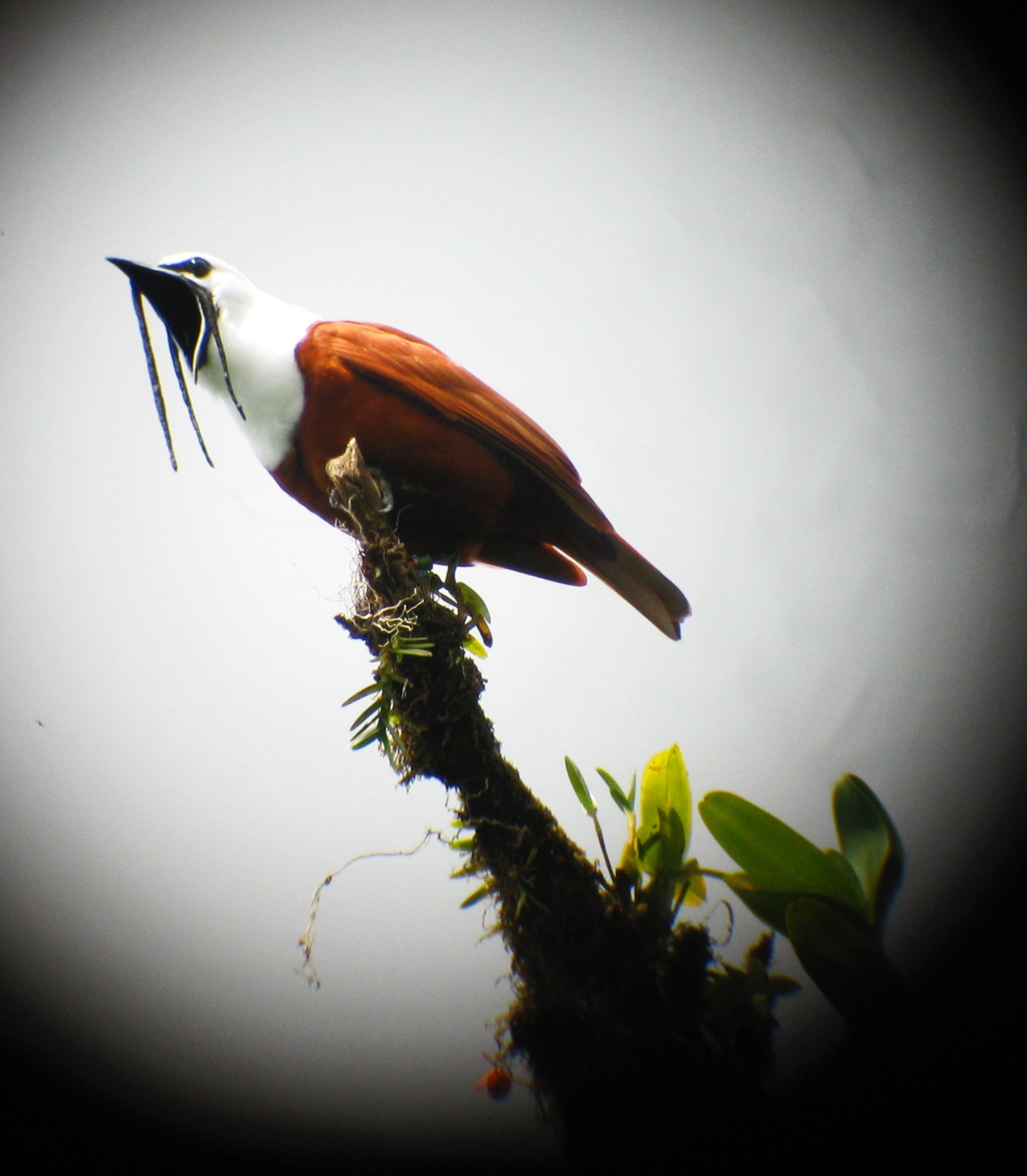 Lessons in Conservation: Learning from Costa Rica