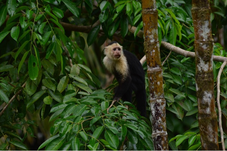 Lessons in Conservation: Learning from Costa Rica