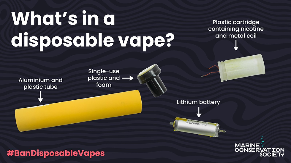 The PhD student cracking down on disposable vapes