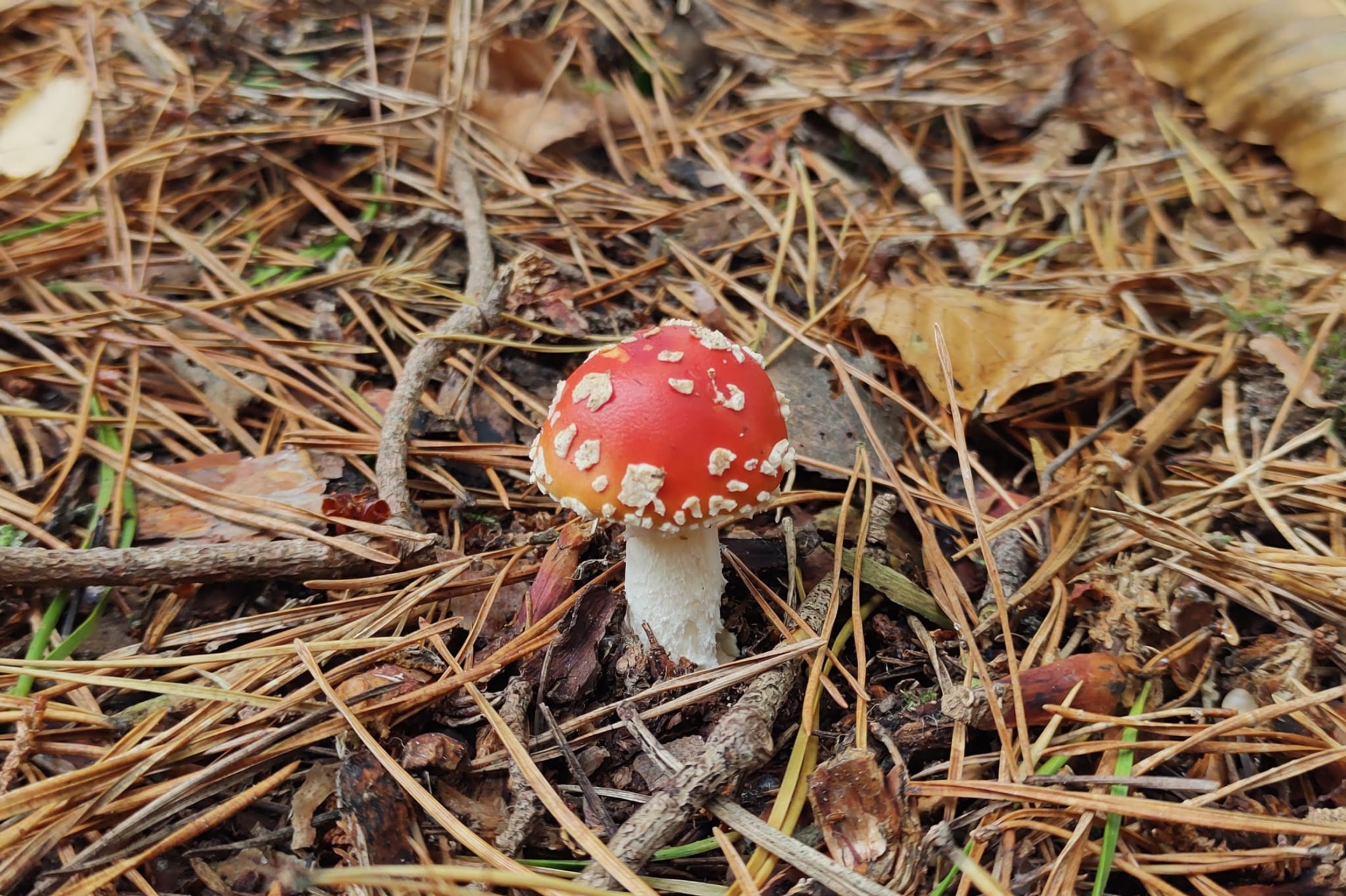 Autumn’s Fungi: The Silent Stars of the Season