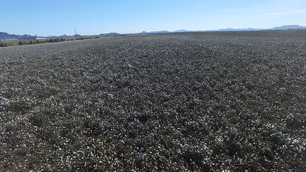 Cotton Harvest | WKP Farms