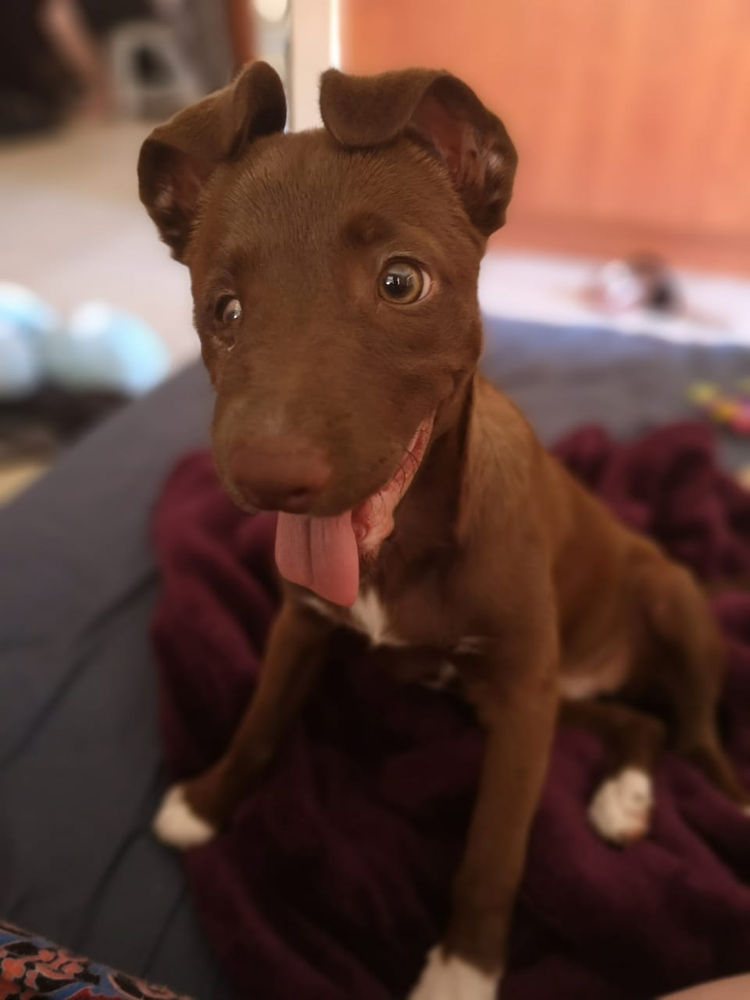 Blinded puppy with mangled face now living happily ever after