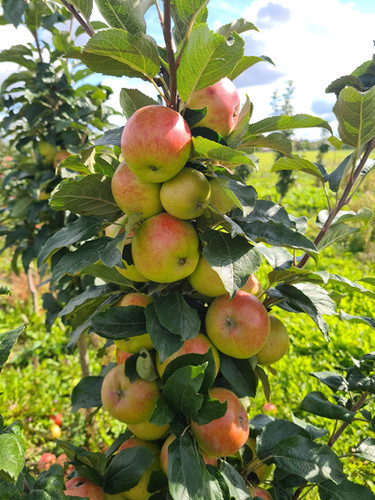 Valiuta - koloninė obelis | Babtų Medelynas