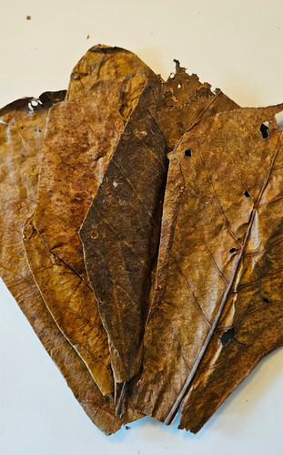 10 Catappa Leaves (AKA Indian Almond Leaves) | Charm Aquatics