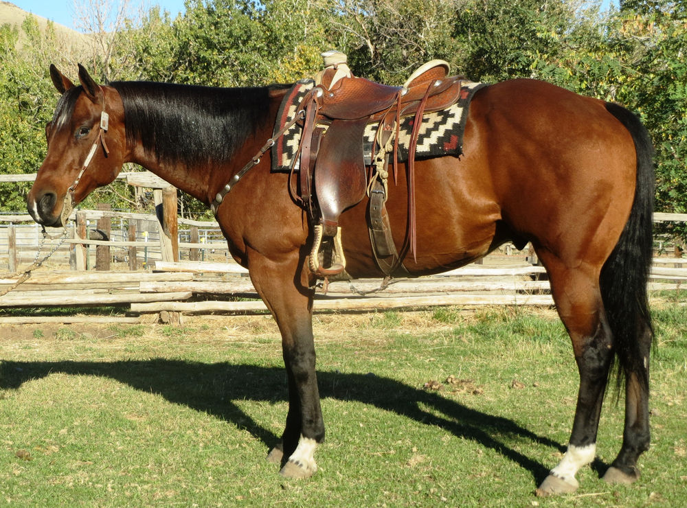 SOLD 2009 Big & Tall Bay Ranch Horse Deluxe, 15.3 hands 1275 lbs.