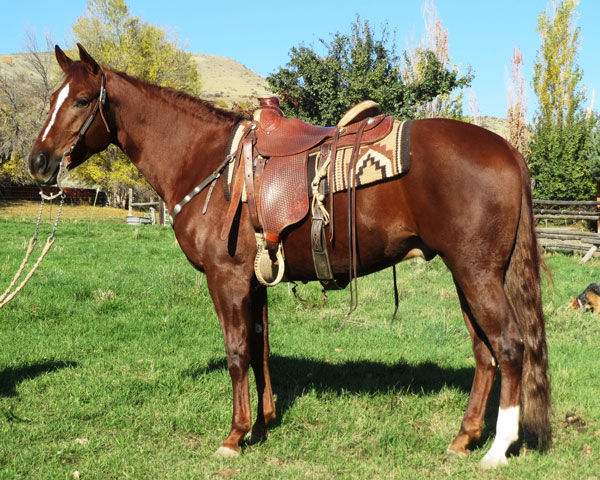 SOLD 2007 Elegant Dark Sorrel/Chestnut Reining AQHA Gelding, 15.1 Hands ...