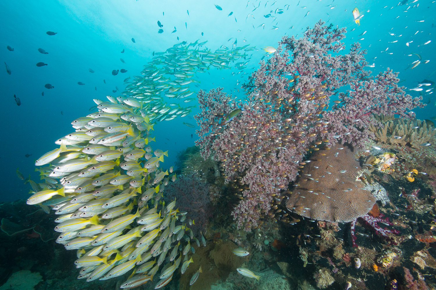 Underwater Photography | Steffenschmitt
