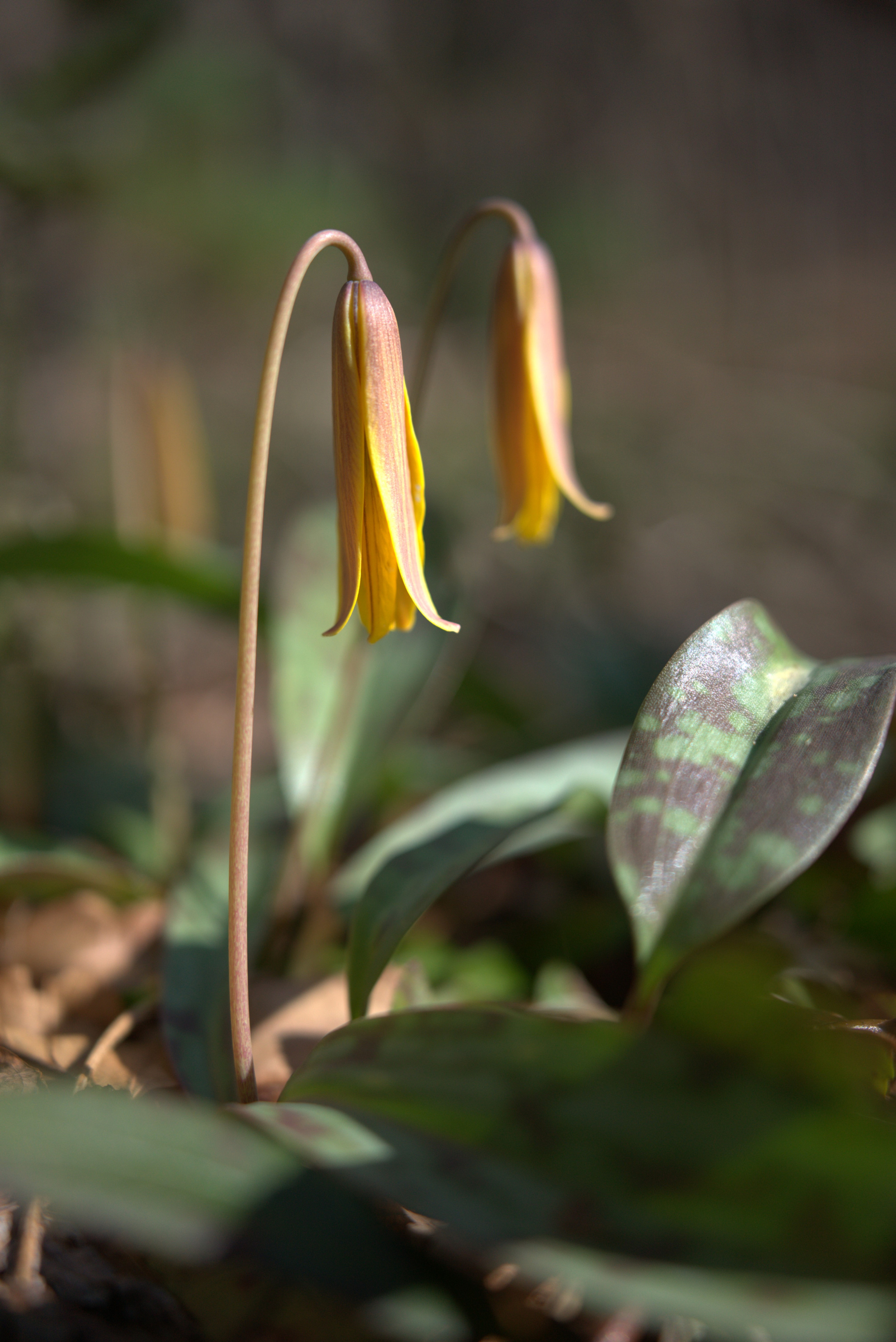 Notes from a Naturalist – Shedding Light on Nocturnal Insect | Woodcock ...
