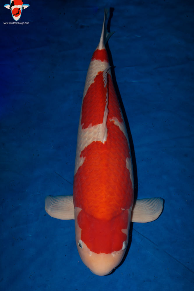Major Awards - The National Koi Show