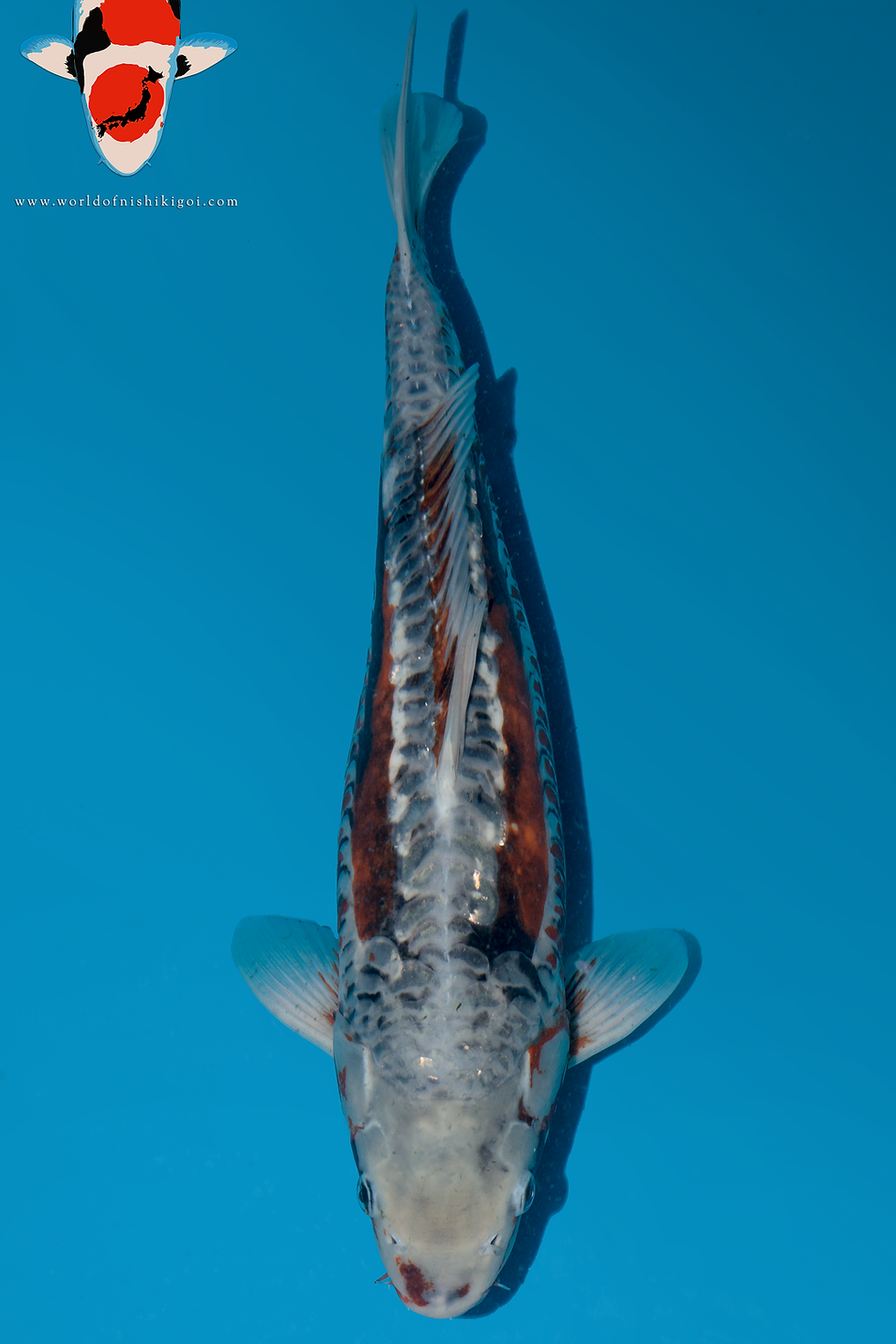 Major Awards - The Crouch Valley Koi Show '23