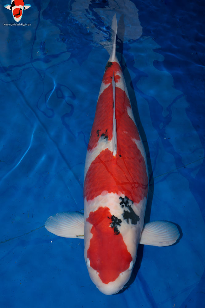 Major Awards - The National Koi Show