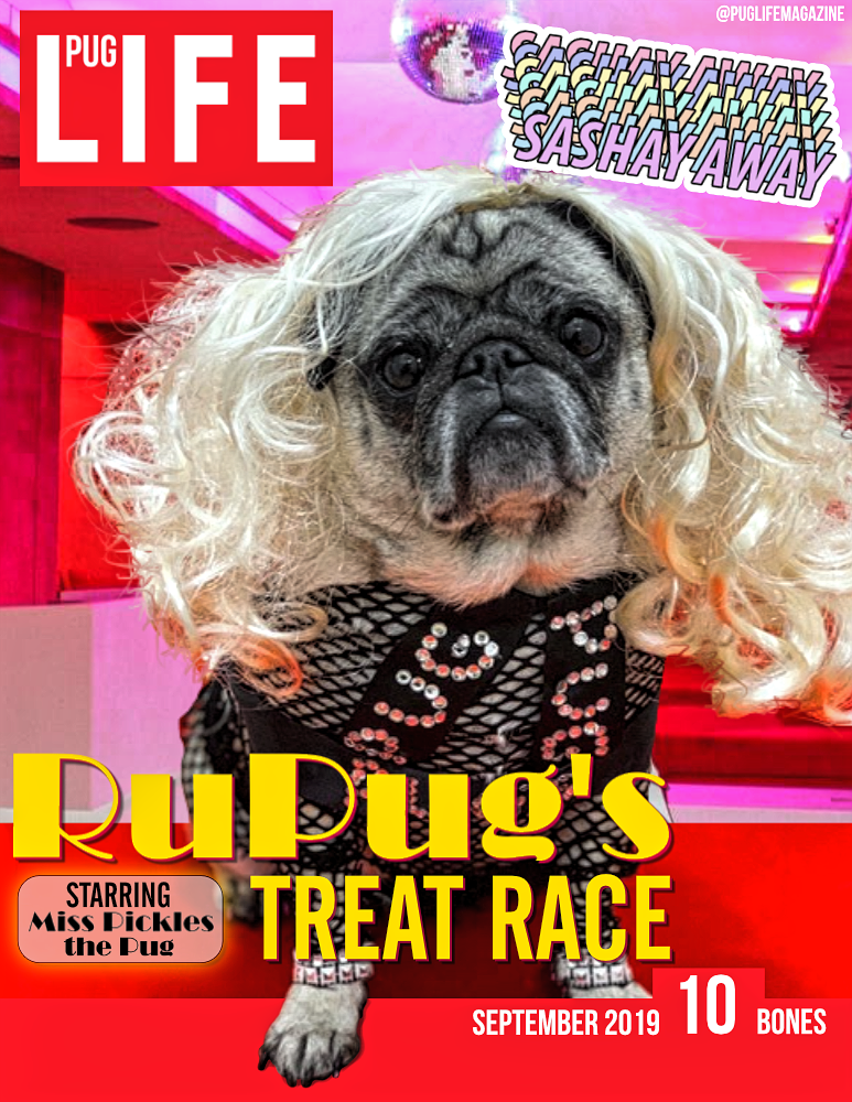 Volume 106 | Miss Pickles the Pug