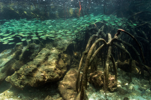 Mangrove | Earth CoLab
