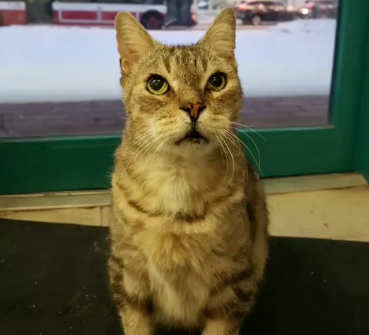 Growth Hormone: Does your cat have acromegaly?