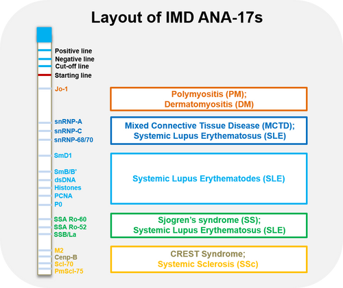 ANA-17s (Ready-to-use ImmunoBlot Strips) | ImmunoDiagnostics