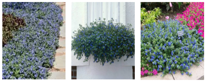 Blue Daze are a Perfect Gift or Garden Ground Cover
