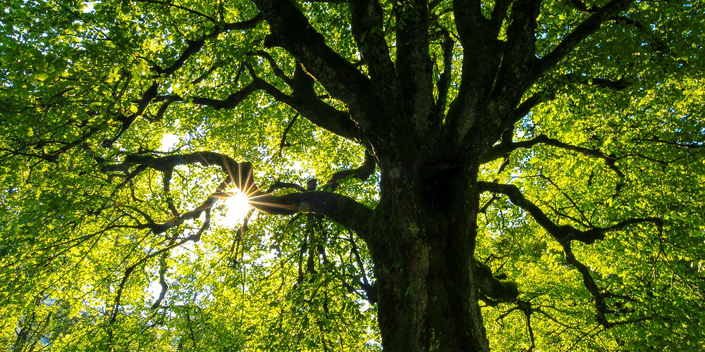 The Art & Science of Tree Trimming in Ocala | Conrad Tree Service