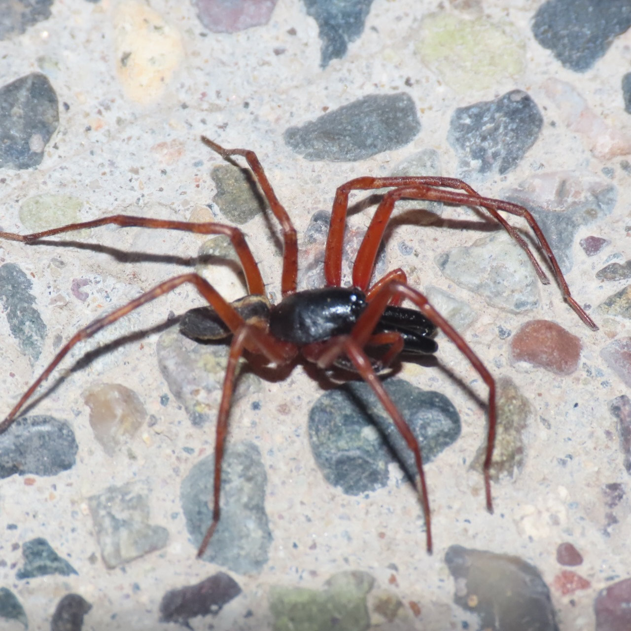 Spiders of Zihuatanejo, Mexico