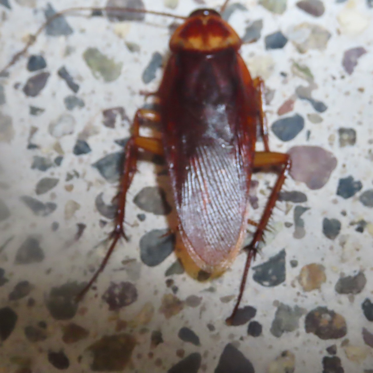American Cockroach