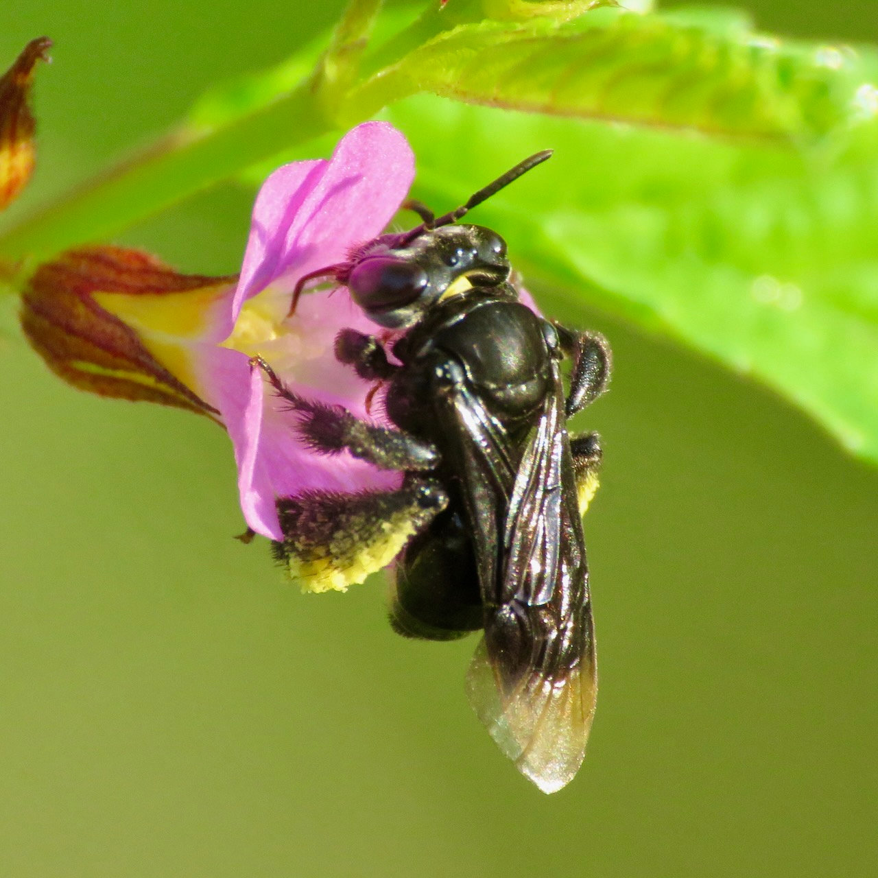 Bees of Zihuatanejo, Mexico