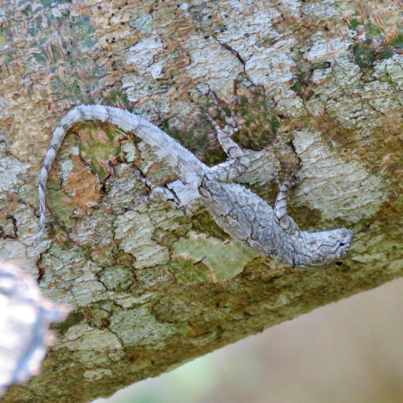 Lizards of Zihuatanejo, Mexico