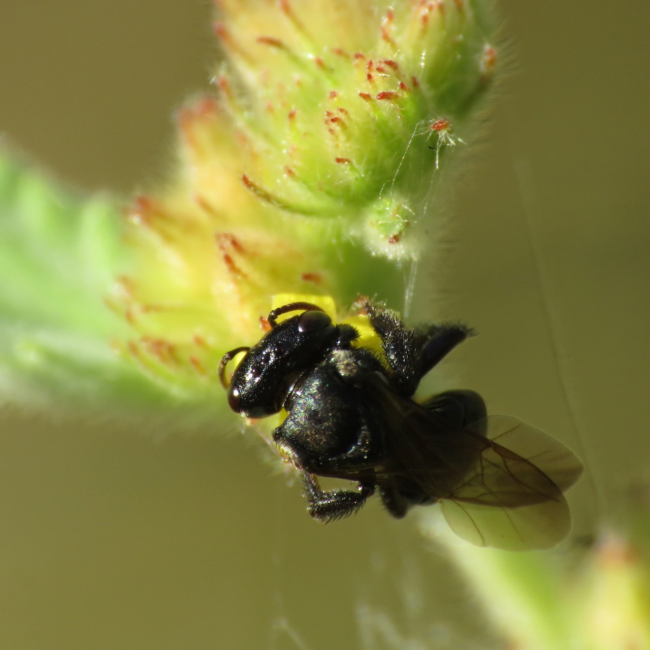 Bees of Zihuatanejo, Mexico