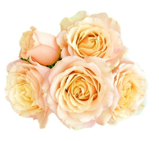 Spray Rose | Garden Roses Inc