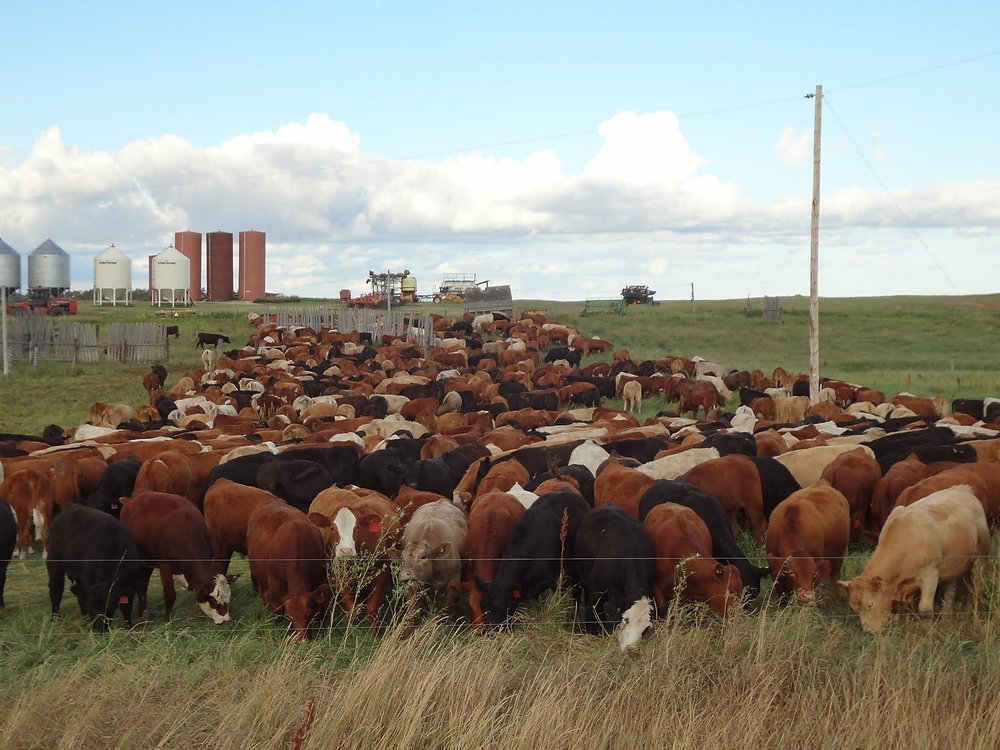 Hoe om dekgewasse dood te maak?